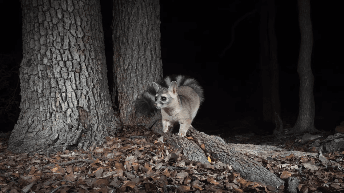 What Wildlife is in Zion National Park? 10 Coolest Animals
